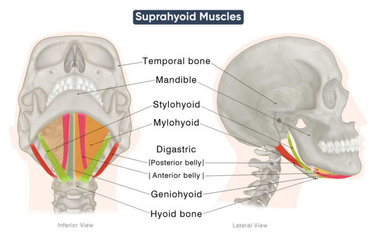 Suprahyoid Muscles: Names, Anatomy, Innervation, Action & Diagram