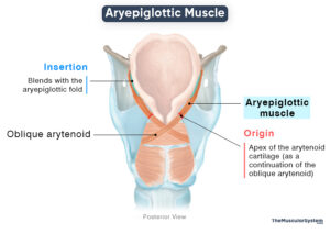 Oblique Arytenoid & its Aryepiglottic Part: Anatomy & Action