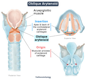Oblique Arytenoid & its Aryepiglottic Part: Anatomy & Action