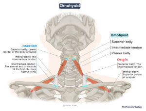 Omohyoid: Origin, Insertion, Action, Innervation, & Diagram