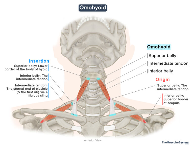 Omohyoid: Origin, Insertion, Action, Innervation, & Diagram