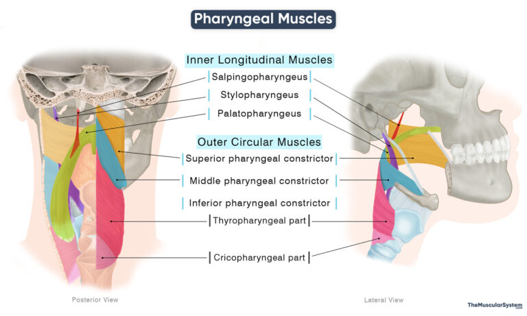Pharyngeal Muscles: Names, Anatomy, Innervation, Action, Diagram
