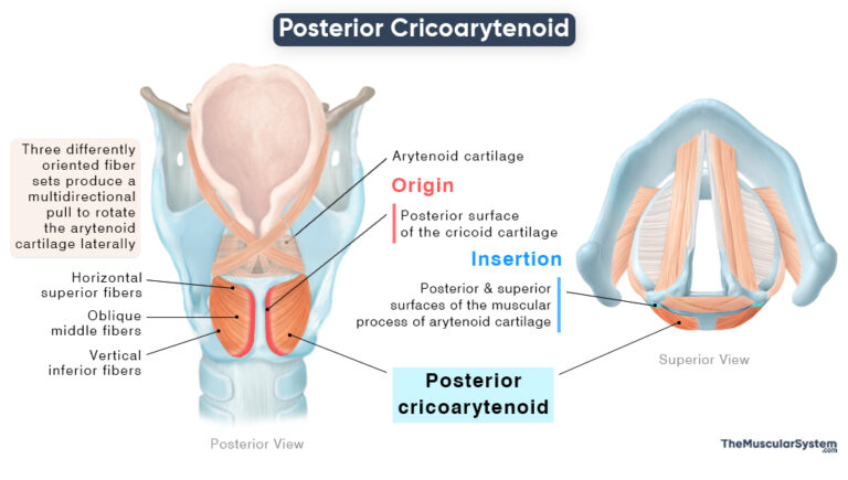 Posterior Cricoarytenoid: Origin, Insertion, Action, Innervation, Diagram