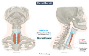 Sternothyroid: Origin, Insertion, Action, Innervation, & Diagram