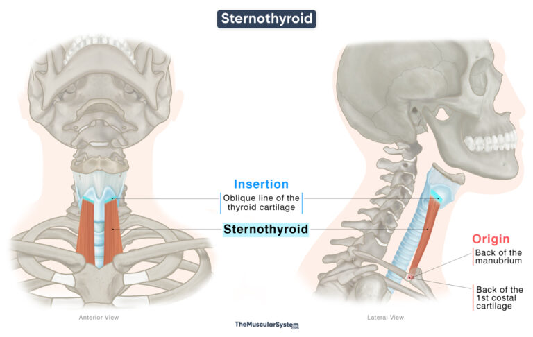 Sternothyroid: Origin, Insertion, Action, Innervation, & Diagram
