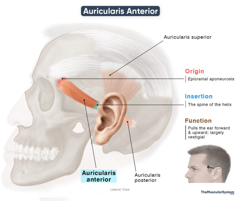 Auricularis Anterior: Origin, Insertion, Action, Innervation, Diagram