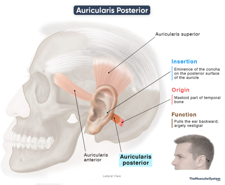 Auricularis Posterior: Origin, Insertion, Action, Innervation, Diagram