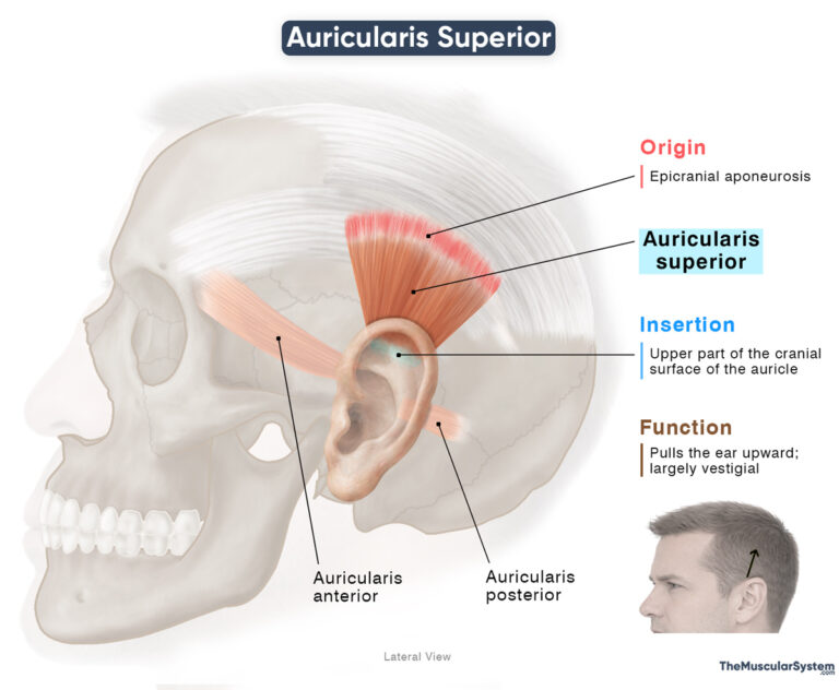 Auricularis Superior: Origin, Insertion, Action, Innervation, Diagram
