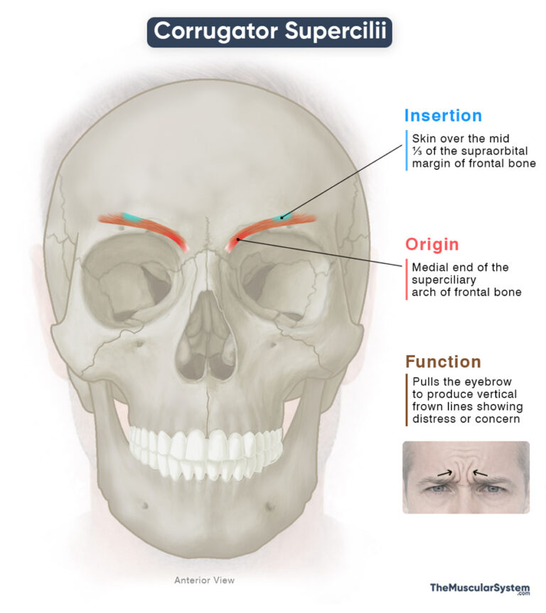 Corrugator Supercilii: Origin, Insertion, Action, Innervation, Diagram