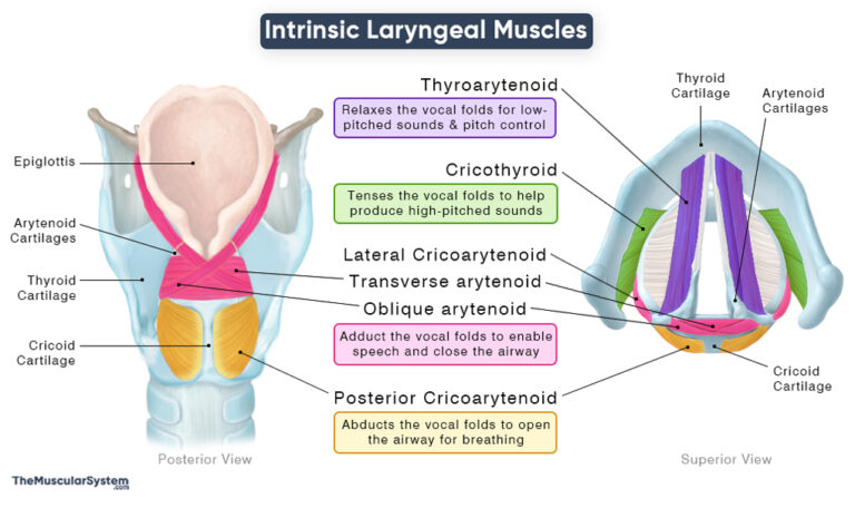 Intrinsic & Extrinsic Laryngeal Muscles with Anatomy & Actions