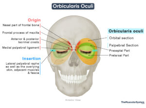 Orbicularis Oculi: Origin, Insertion, Action, Innervation, Diagram