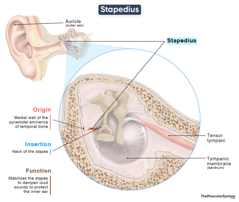 Stapedius: Origin, Insertion, Innervation, Actions, Picture